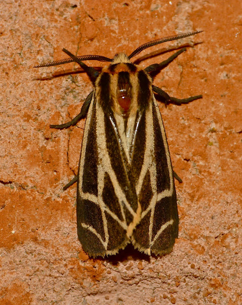 Harnessed Tiger moth | Project Noah