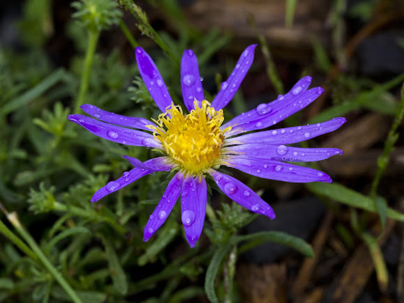 BIGELOW'S TANSYASTER | Project Noah