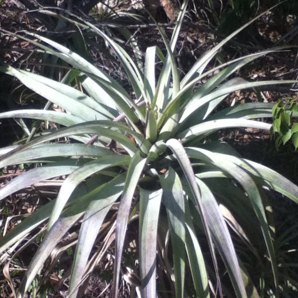 Bromeliad | Project Noah