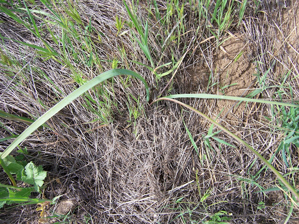 Blue Dick, Desert Hyacinth | Project Noah