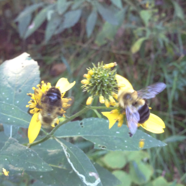 Common eastern bumble bee | Project Noah