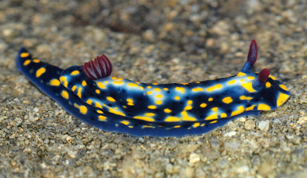 Sea Slug | Project Noah