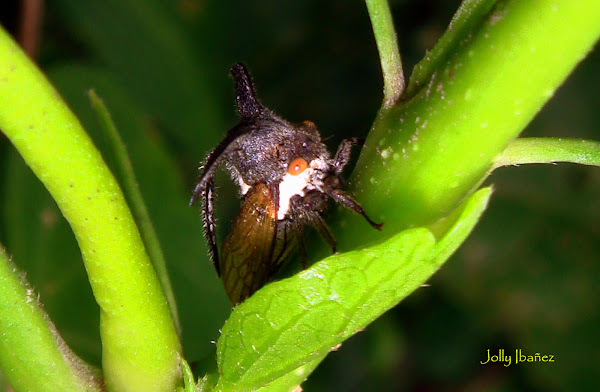 Thorn Mimic Treehopper | Project Noah