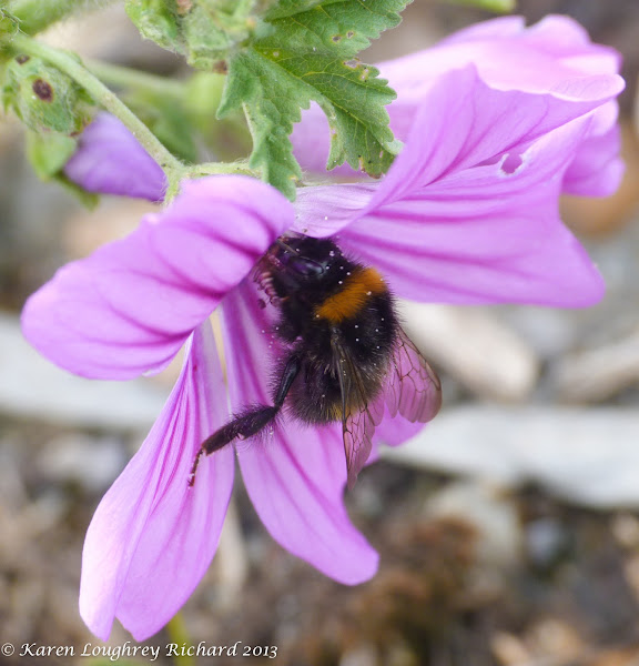 Early-nesting bumblebee | Project Noah