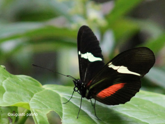 Clysonymus Longwing, Yellow Longwing or Montane longwing | Project Noah