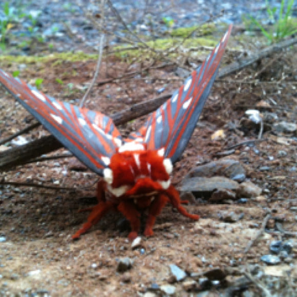 Aztec Citheronia | Project Noah