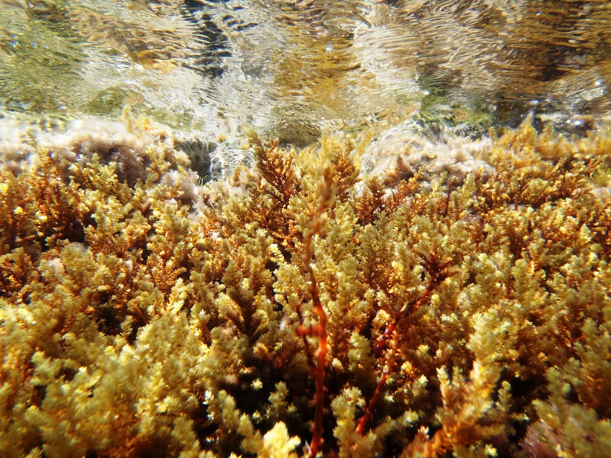 Laurencia sp | Project Noah