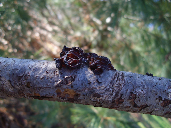Tree Ear Fungus | Project Noah