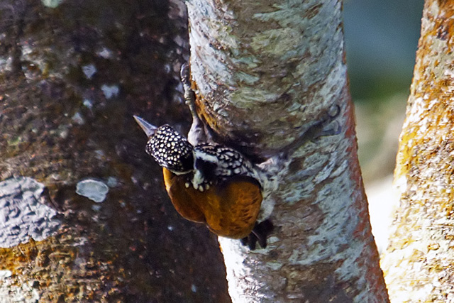 Greater Flameback | Project Noah