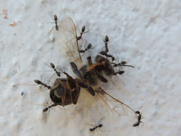 Crazy Ant; Bee | Project Noah