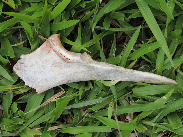 Cow [Bones] | Project Noah