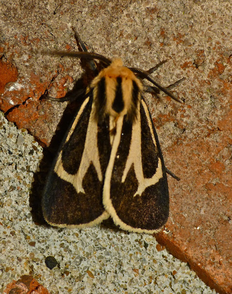 Banded tiger moth (male) | Project Noah