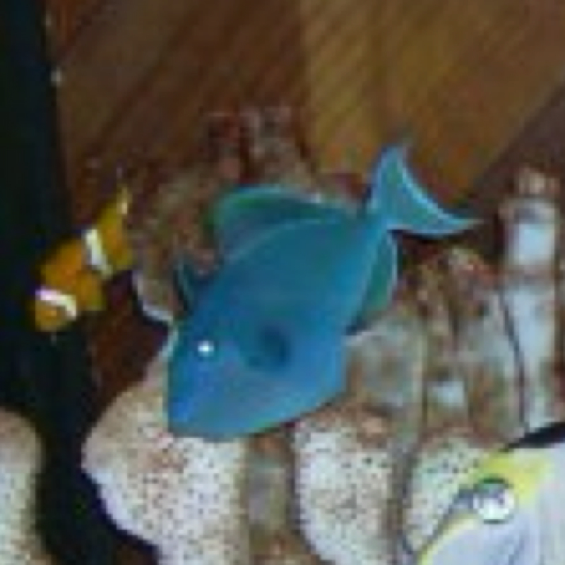 Niger or Black Triggerfish | Project Noah