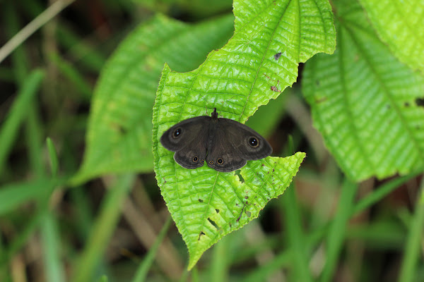 Common Three-ring | Project Noah