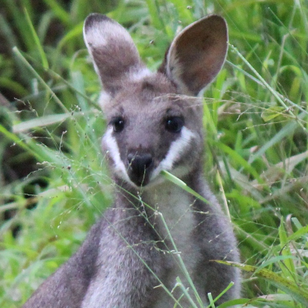 Pretty-faced Wallaby | Project Noah