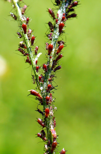 Red Aphids | Project Noah