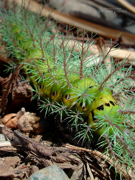 Costa Rican Hairy Caterpillar | Project Noah