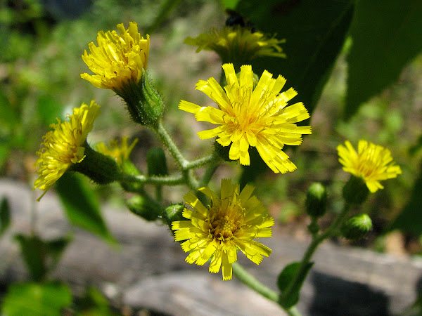 Rough Hawkweed | Project Noah
