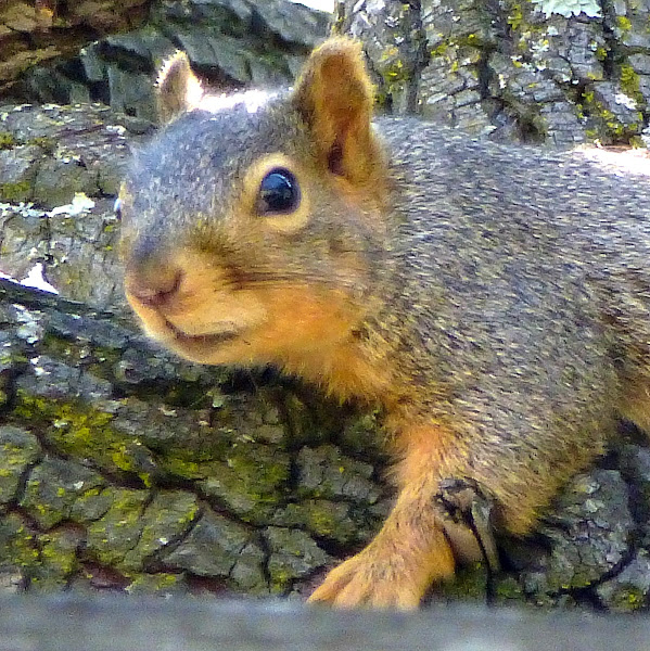 Fox Squirrel | Project Noah