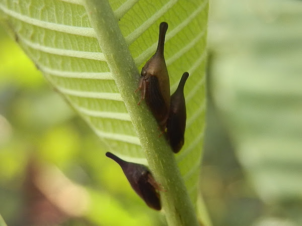 Membracids and ants | Project Noah