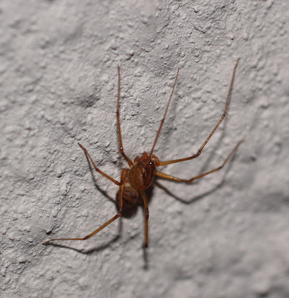 Spitting Spider | Project Noah