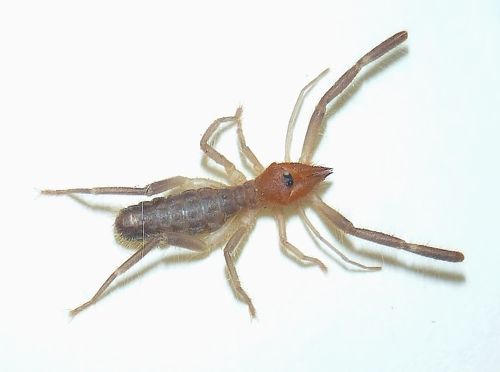 Solifugid Wind Scorpion or Sun Spider | Project Noah