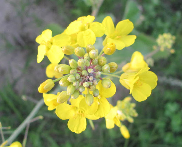Mustard plant | Project Noah