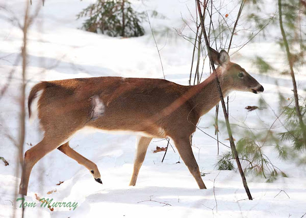 White-tailed Deer | Project Noah