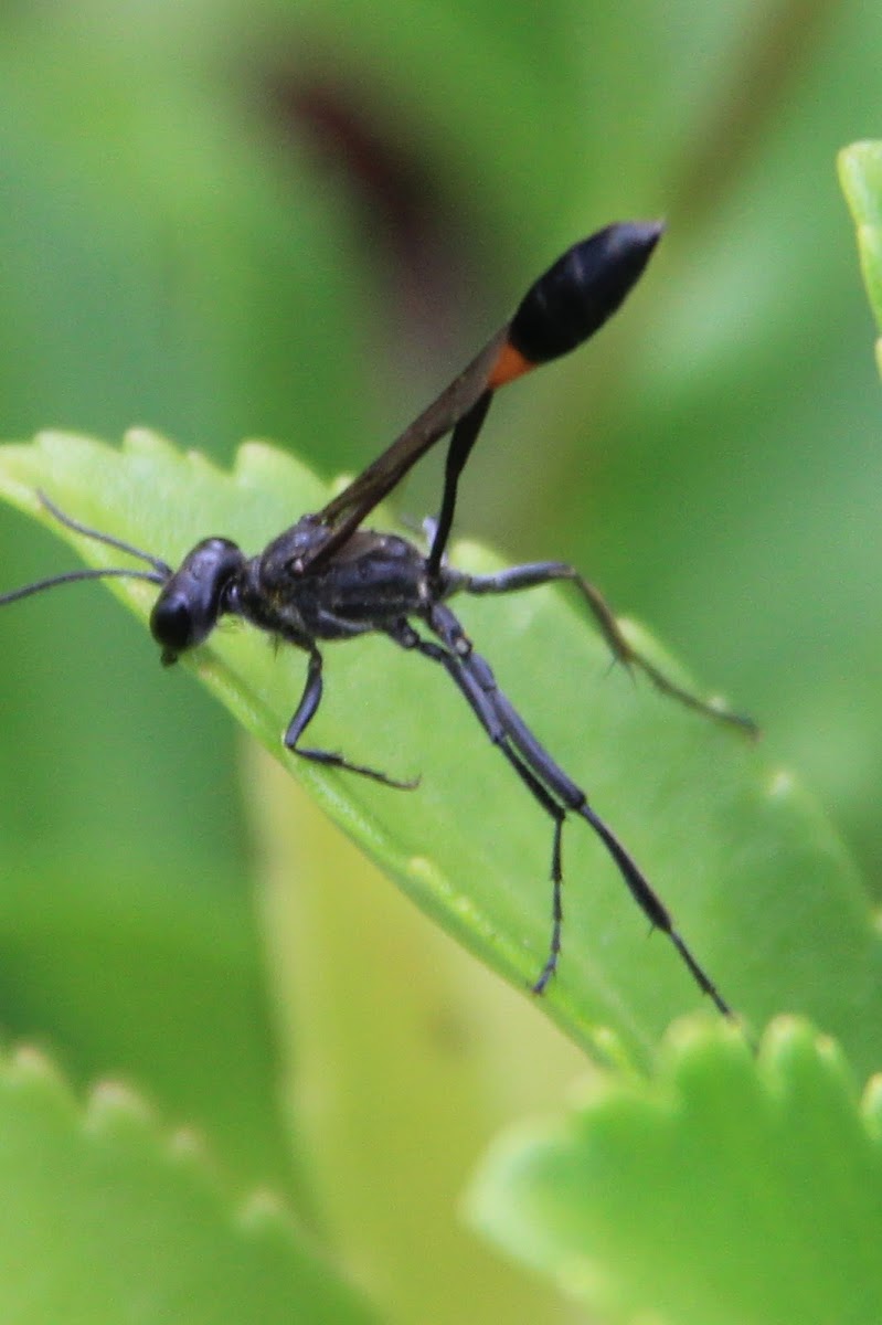 Thread-waisted Wasp | Project Noah