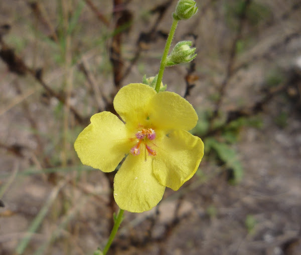 Acigutre, tientayernos. | Project Noah