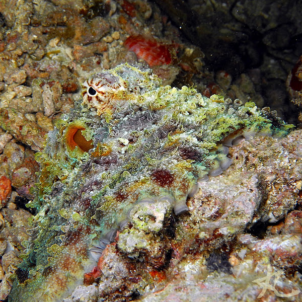 Common Octopus | Project Noah