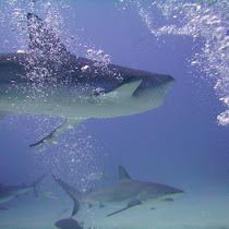 Florida Ecology | Project Noah