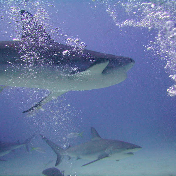 Florida Ecology | Project Noah