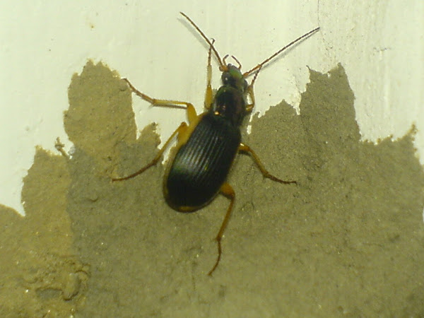Common Black Ground Beetle | Project Noah