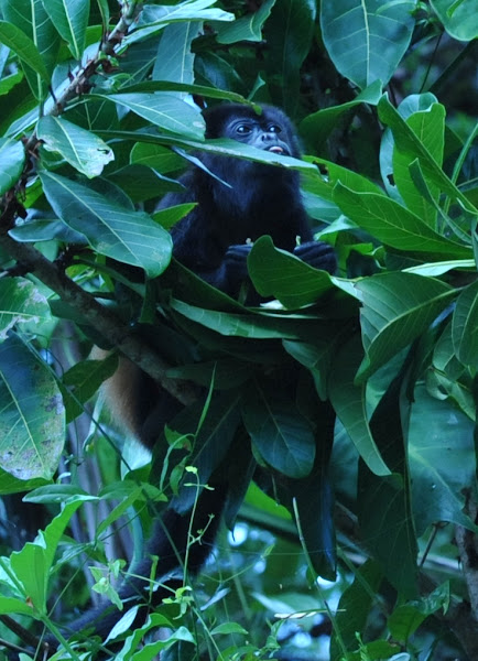 howler monkey | Project Noah