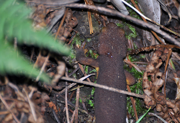 California Newt | Project Noah