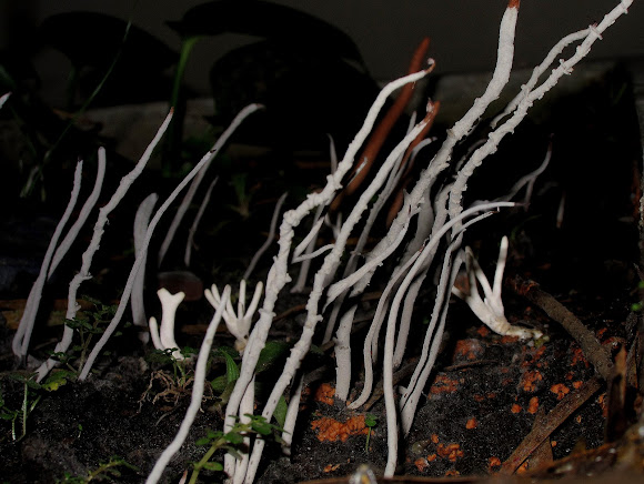Xylaria Mushroom | Project Noah