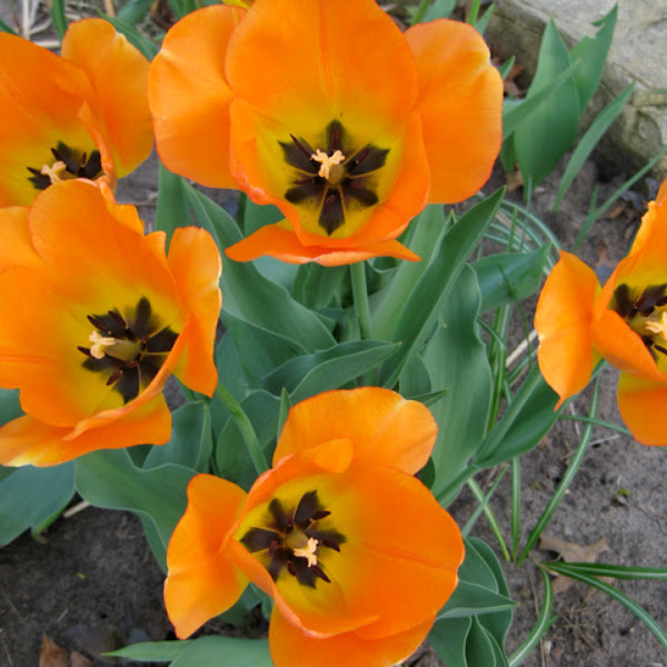 Tulip | Project Noah