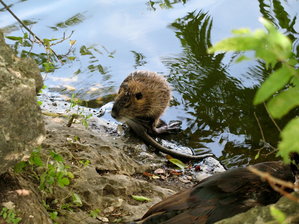 Muskrat | Project Noah