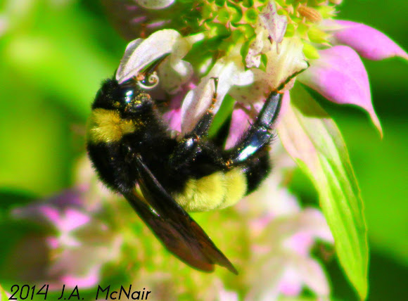 American Bumble Bee | Project Noah