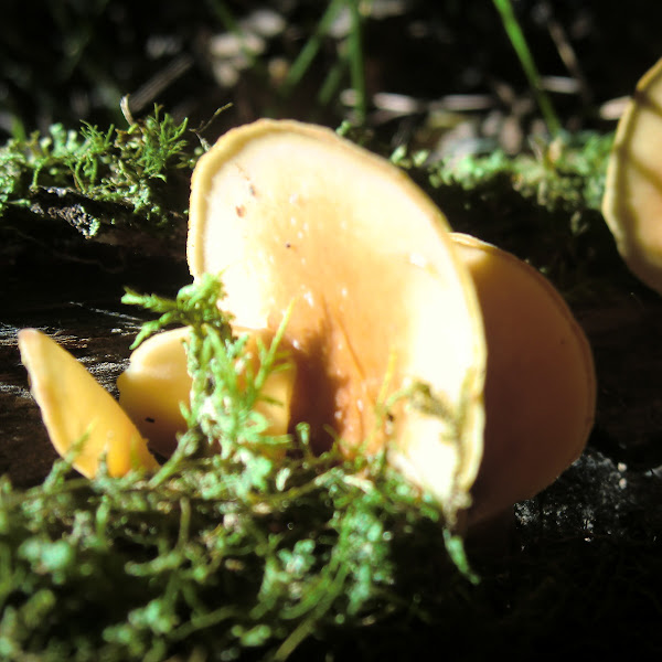 Polyporus sp. | Project Noah