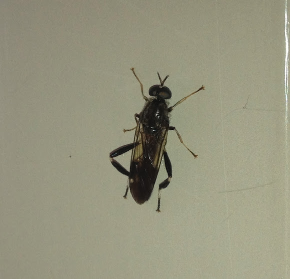 Black soldier fly | Project Noah