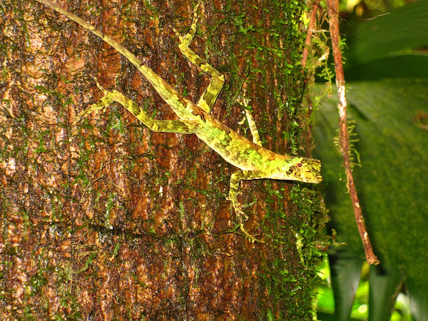 Anoles Lizard | Project Noah