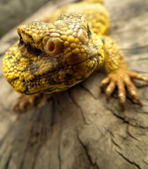 Yellow Saharan Uromastyx | Project Noah