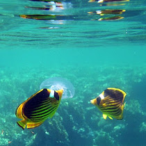 Red Sea Marine Life | Project Noah