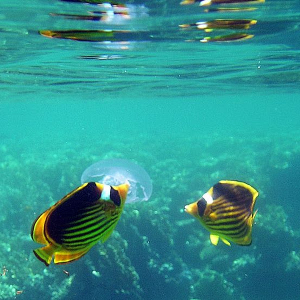 Red Sea Marine Life | Project Noah