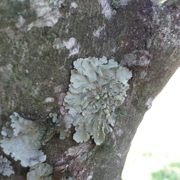 Foliose Lichen | Project Noah