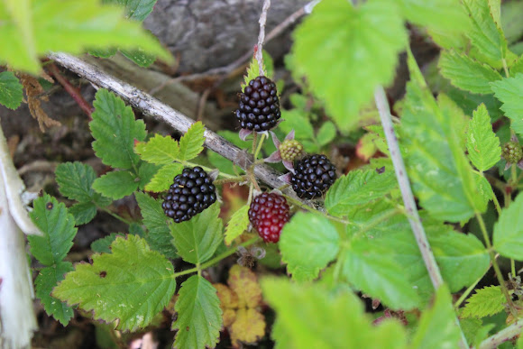 Trailing Blackberry | Project Noah