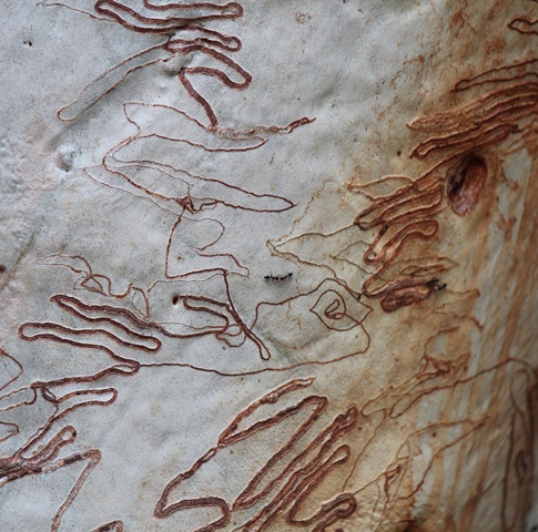 Scribbly Gum Moth larvae | Project Noah