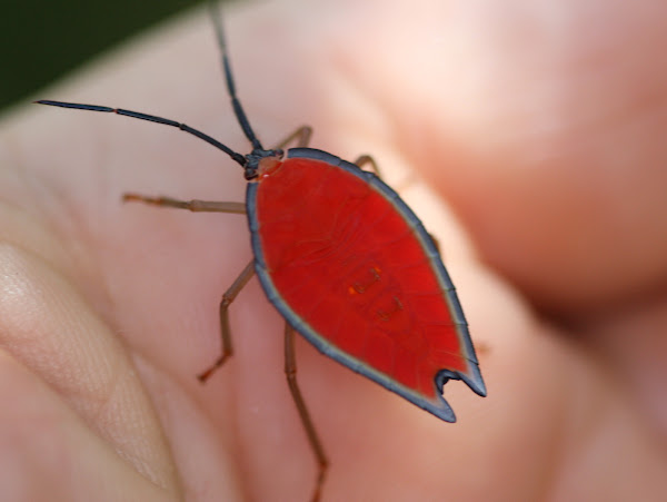 Lychee stink bug | Project Noah